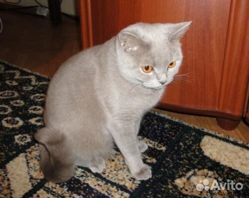 Ищем кота для вязки британской кошки