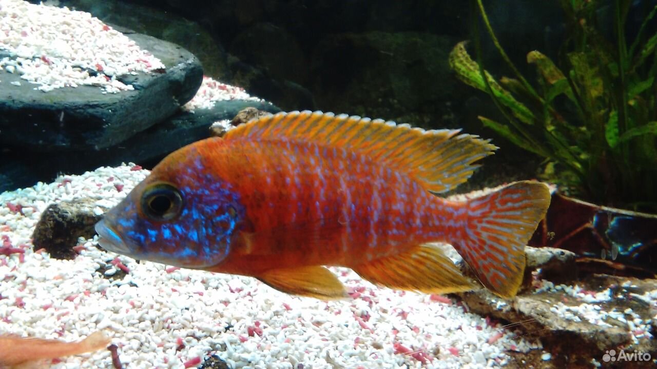 Цихлиды Мальки Камни Кораллит Растения Светильник