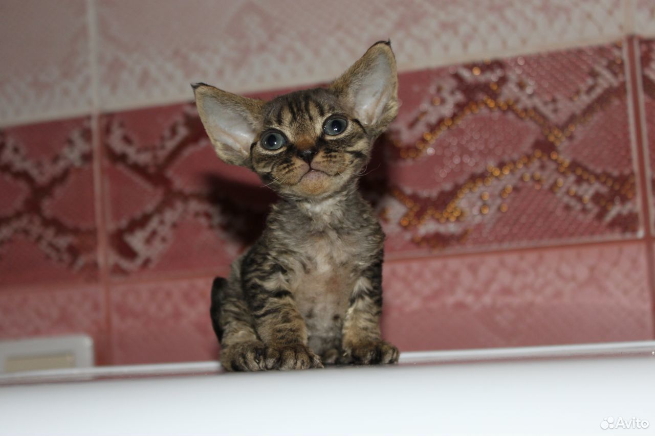 Кудряшка очаровашка