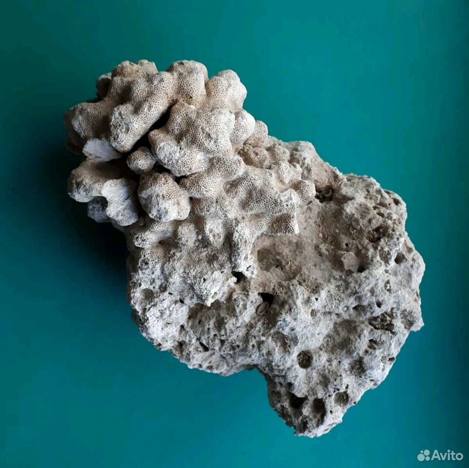 Сухой рифовый камень