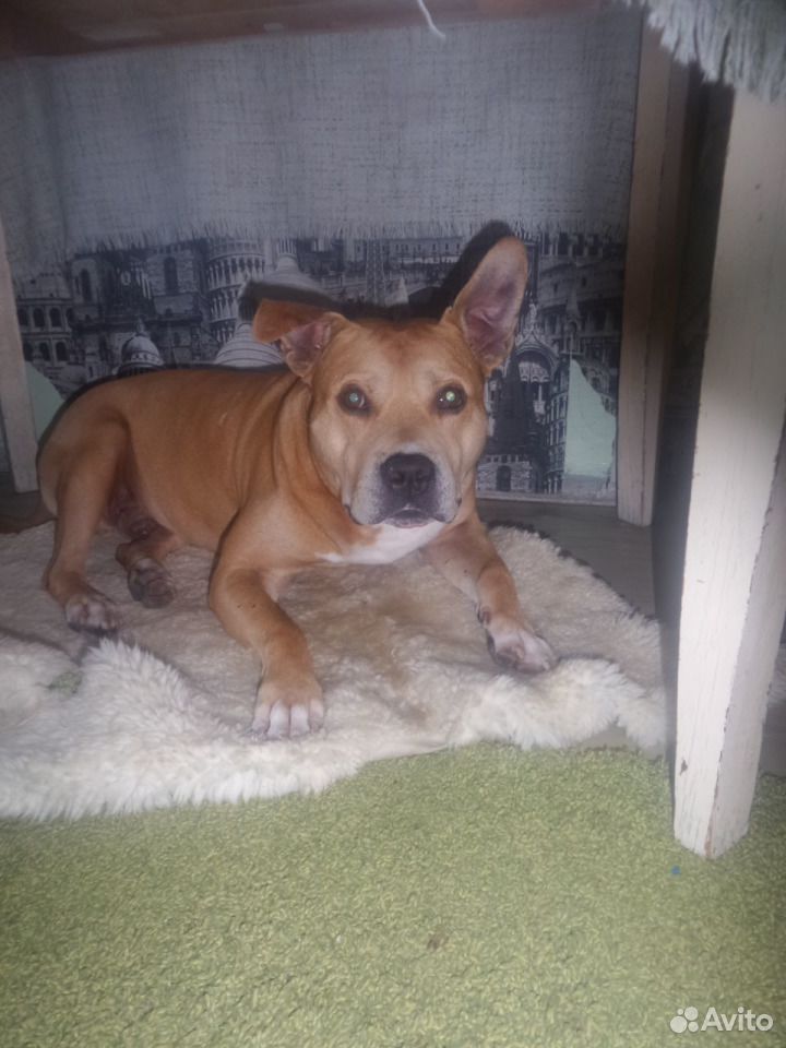 Ищем даму сердца