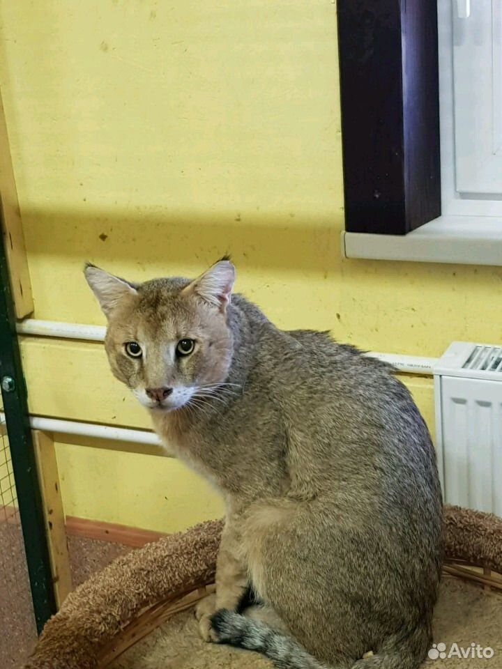 Чаузи ф1 котенок