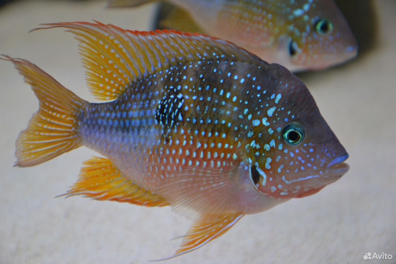 Цихлазома Элиота- Cichlasoma ellioti
