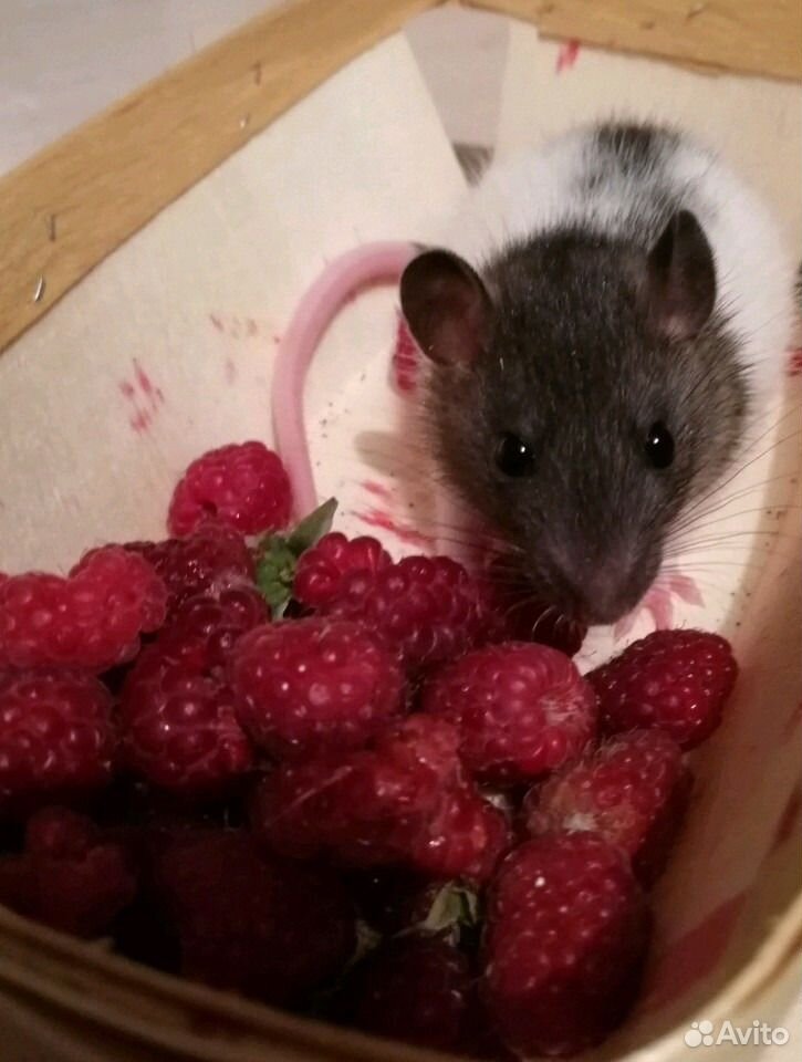 Крысята малыши