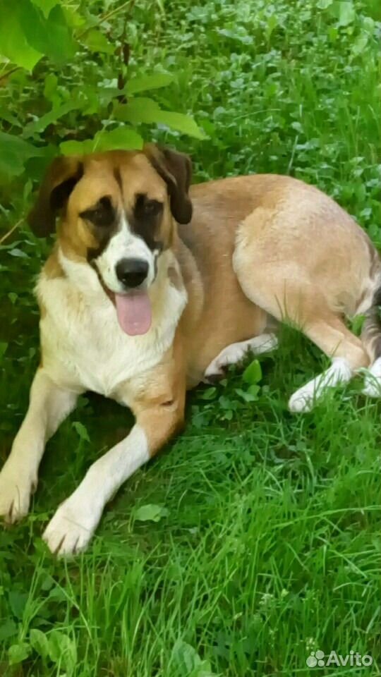 Метис сенбернара