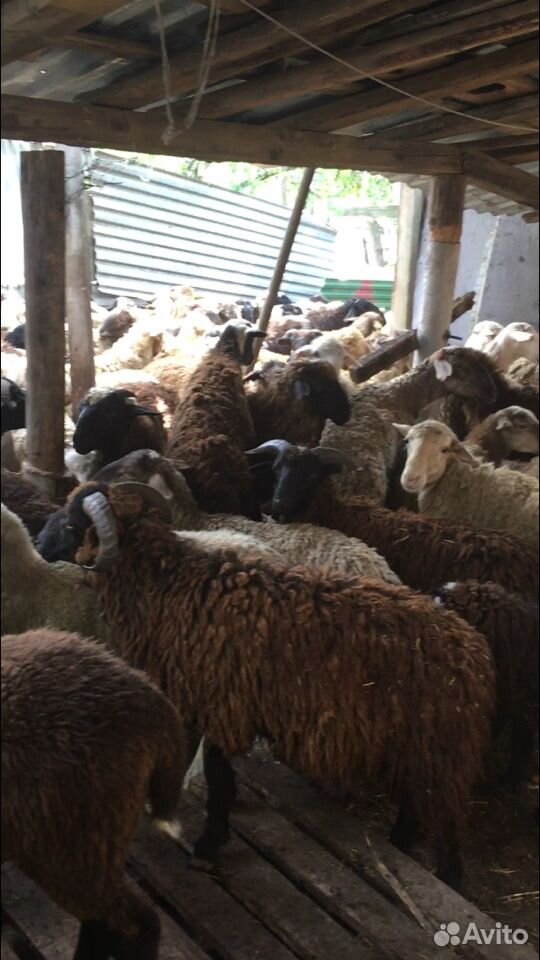 Живой Баран -Курбан Байрам