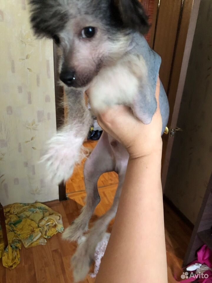 Китайская хохлатая