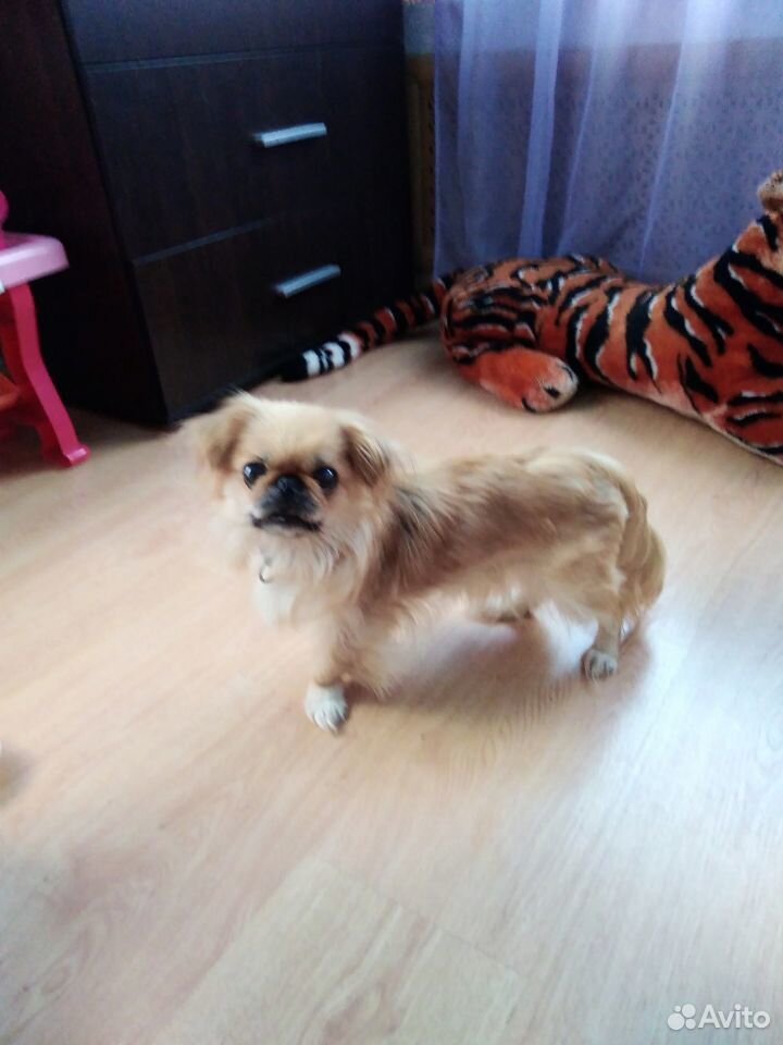 Отдам в хорошие руки