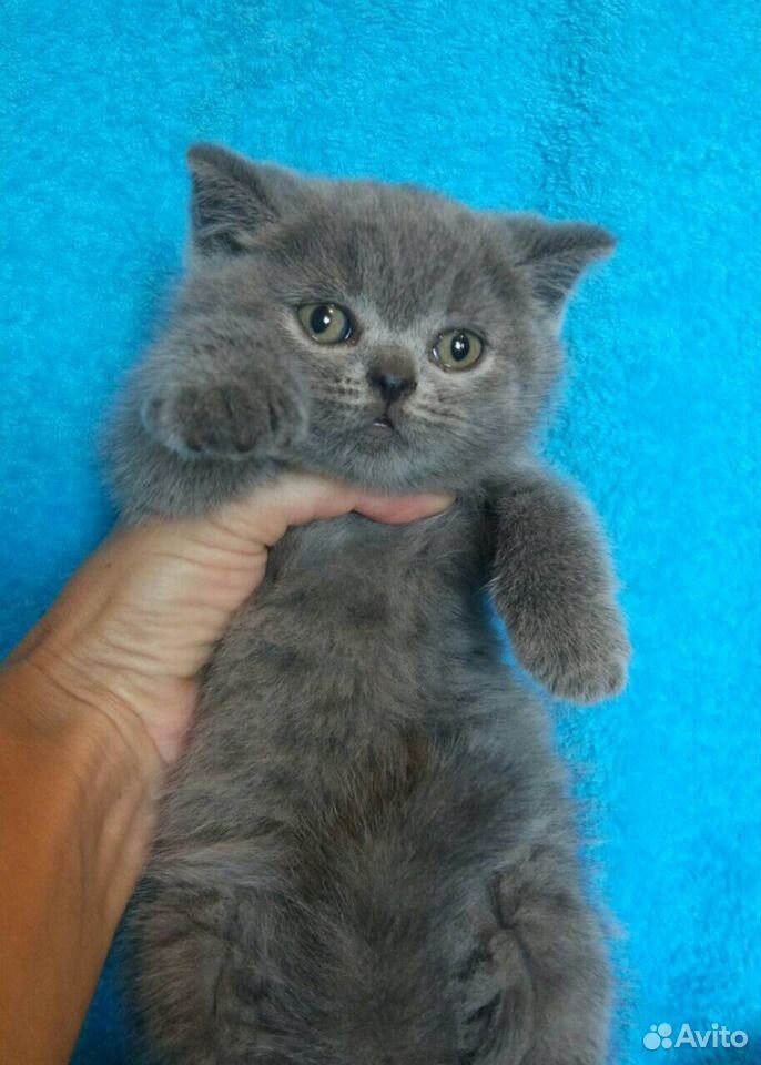 Страйтики плюшечки, котики, кошечки