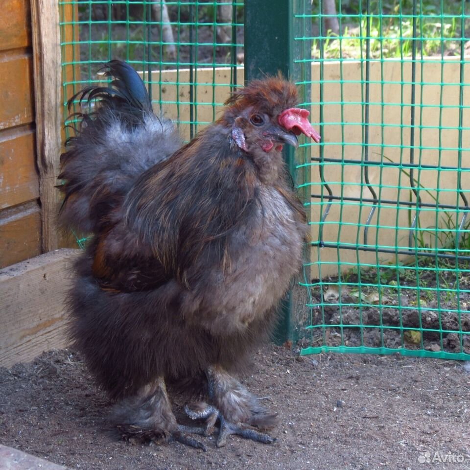 Продам петушка китайской шёлковой