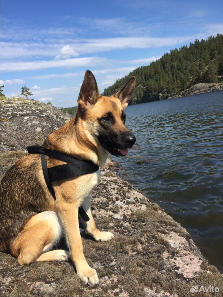 Девочка, 1 год, метис Малинуа