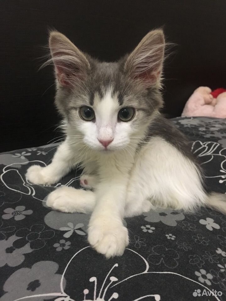 Котёнок Локи