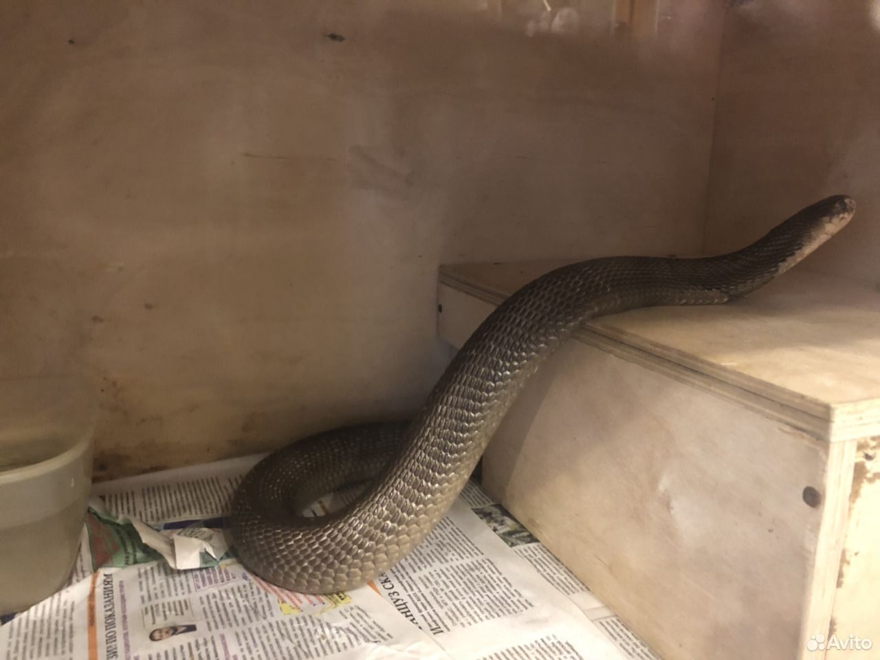 Моноклевая кобра - без яда