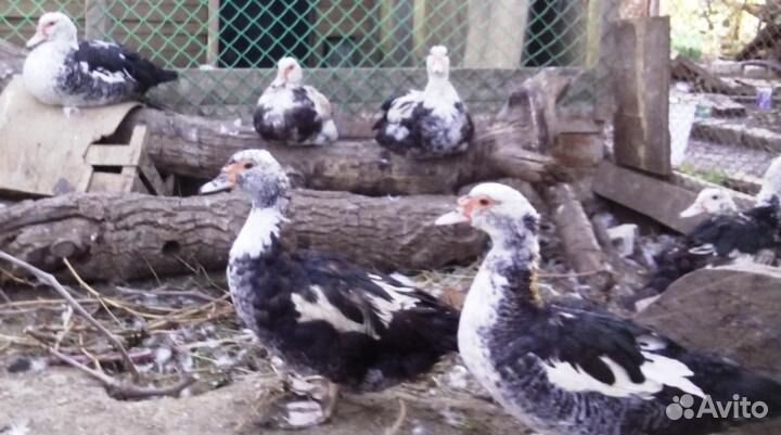 Индоутки.(Утки мускусные. Шипуны)