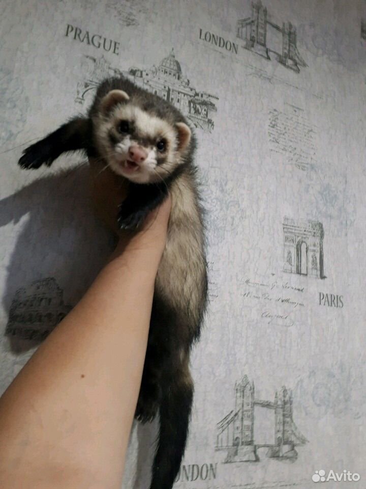 Хорек Вязка