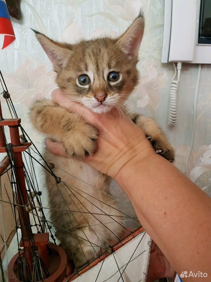 Кошки и коты Чаузи ф1 75