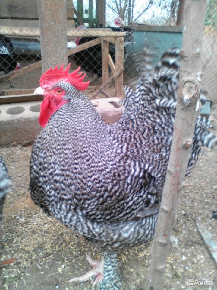 Мехеленская кукушка, яйцо и цыплята