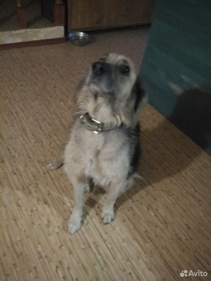 Девочка метис немецкой овчарки и колли