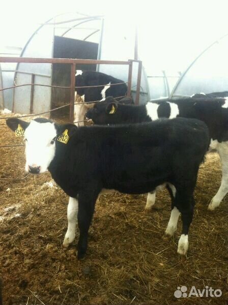Продаются телята бычки