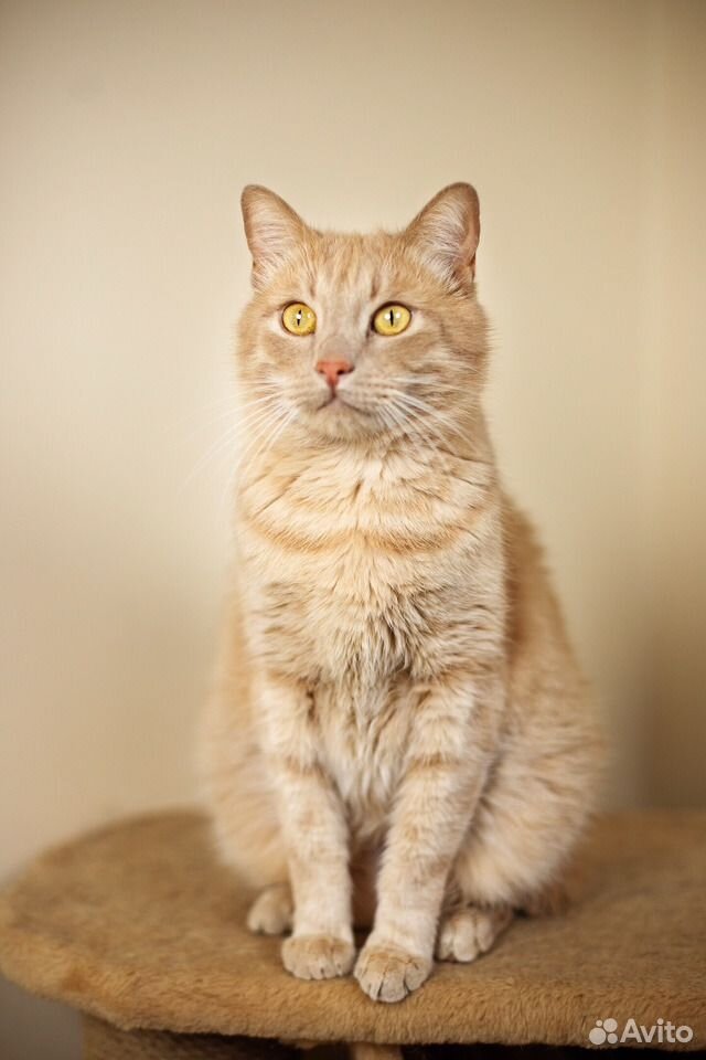 Рыжий кот Богдан
