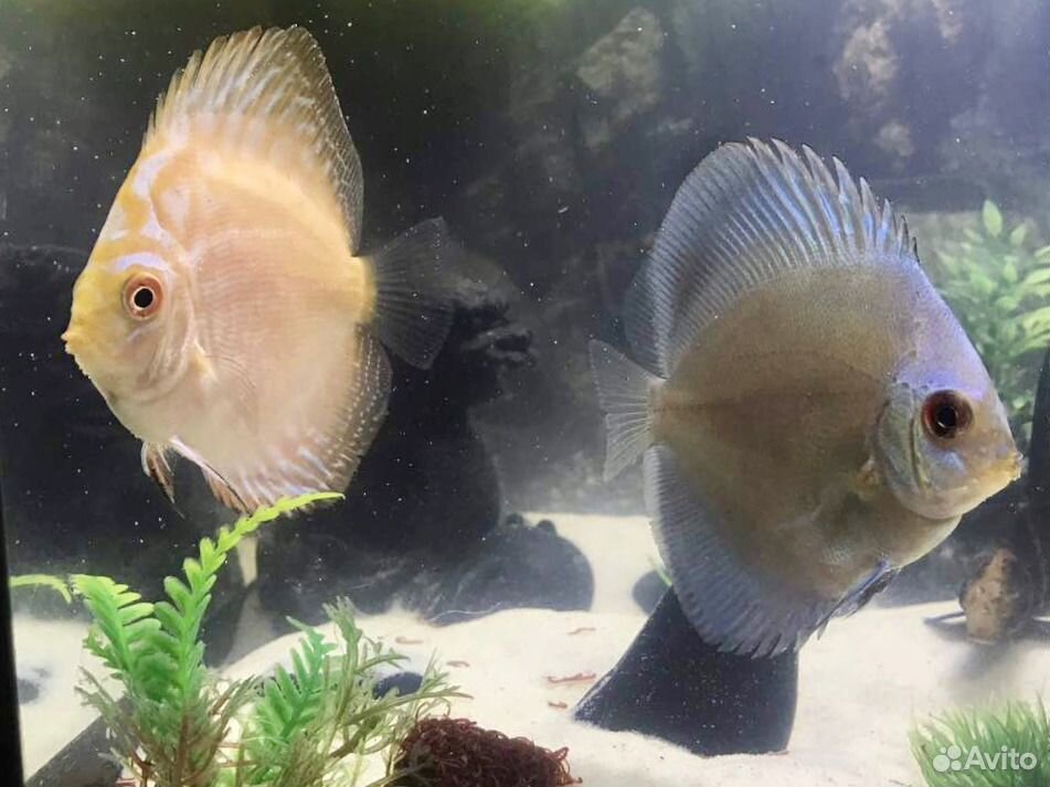 Аквариум 200 л