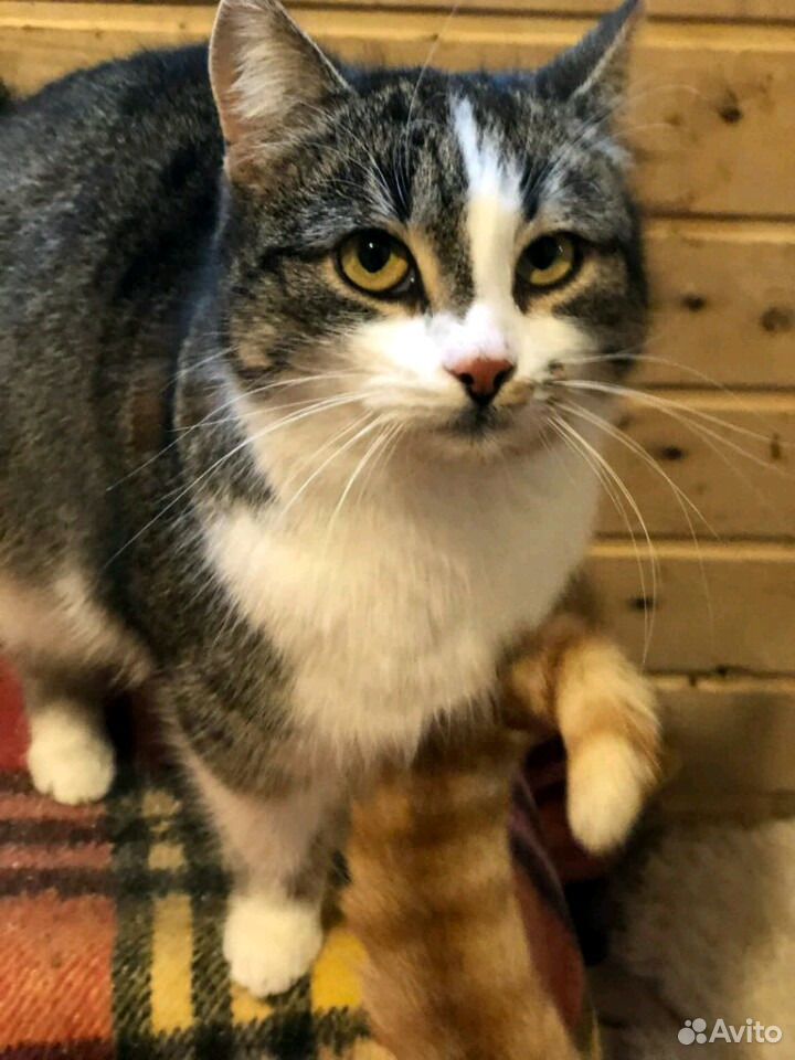 Кошка в добрые руки