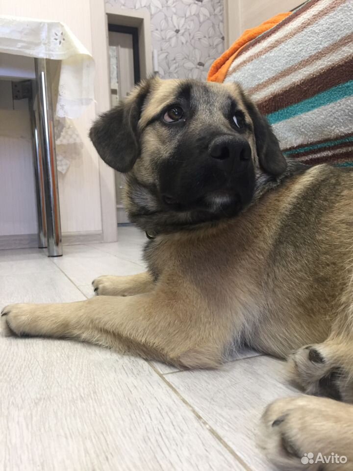 Щенок необыкновенной красоты в дар