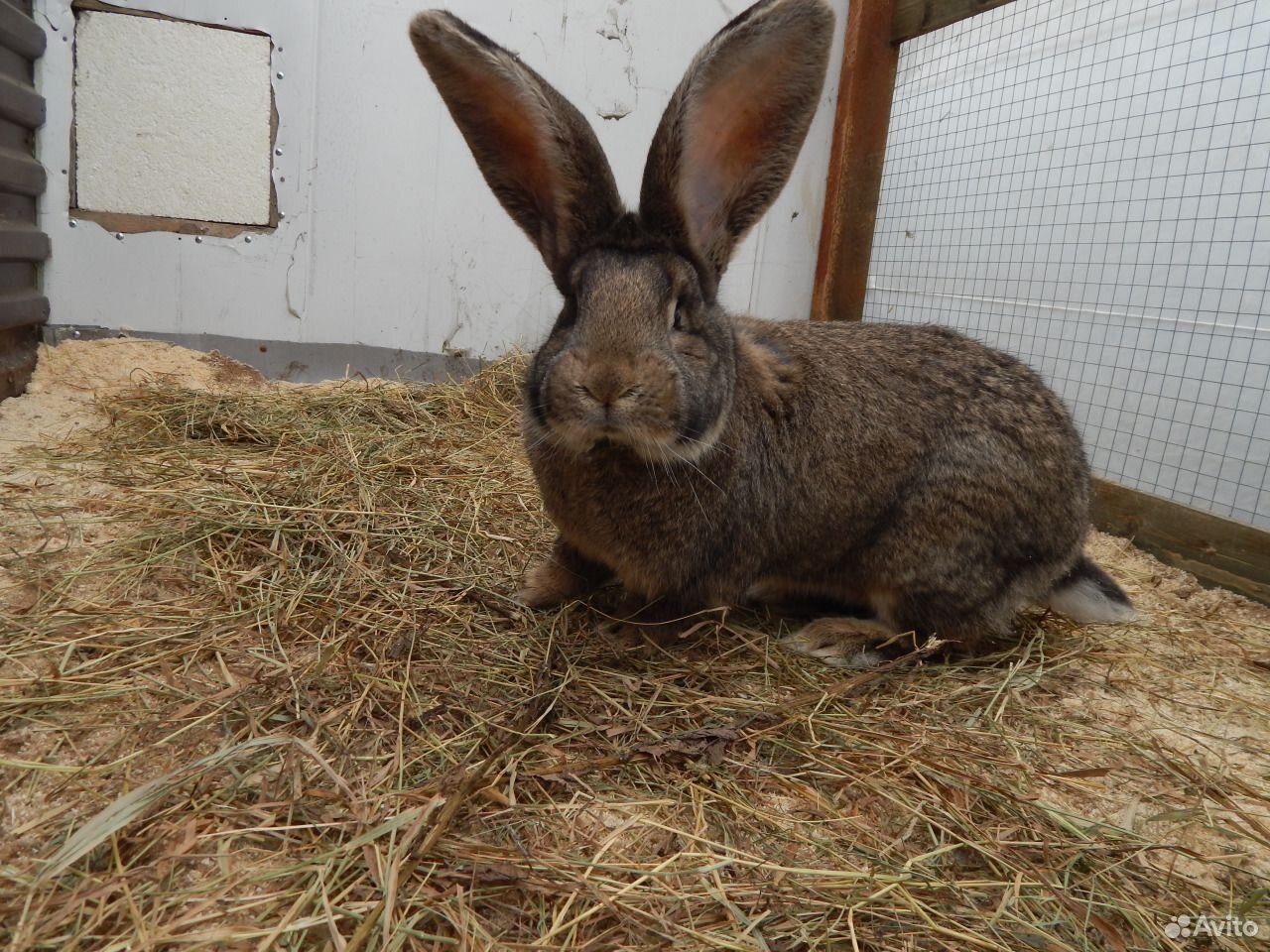 Кролики ризен (фландер),полтавское серебро