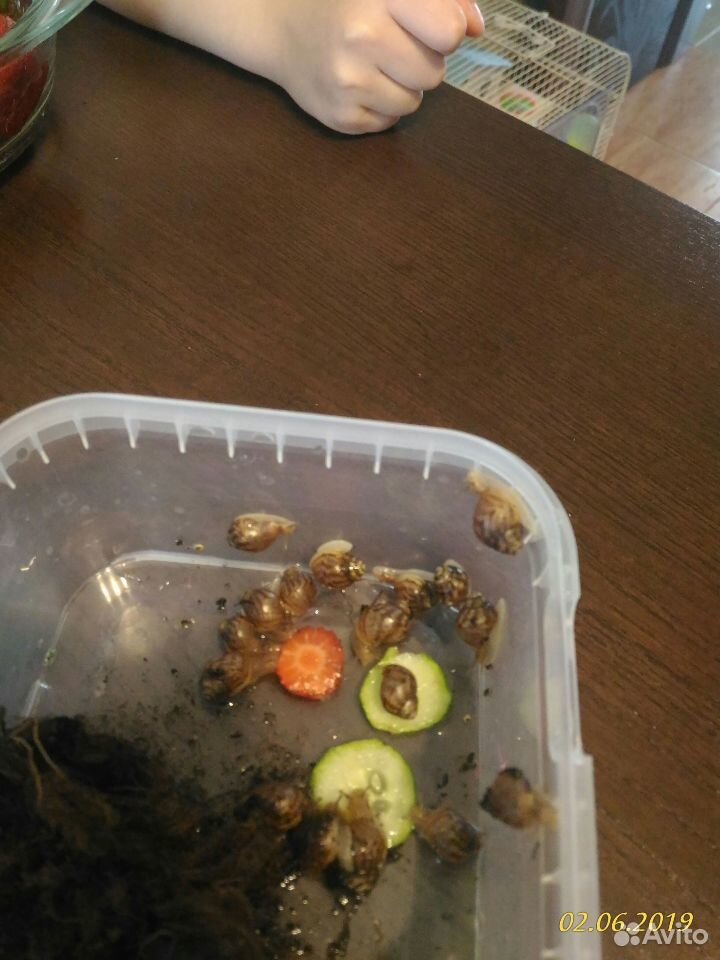 Улитки Ахатины