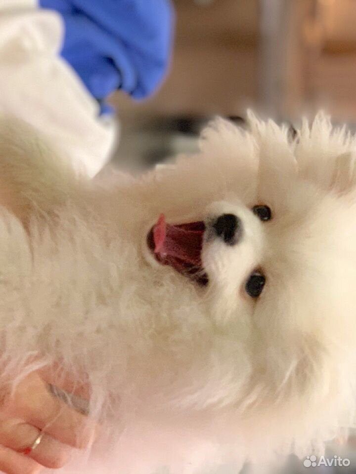 Шпиц мальчик ищет подружку