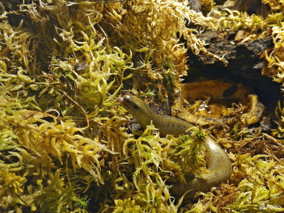 Веретеница