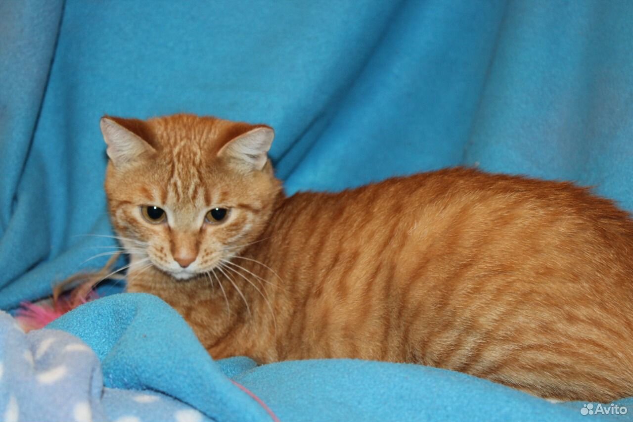 Красавчик Джонни