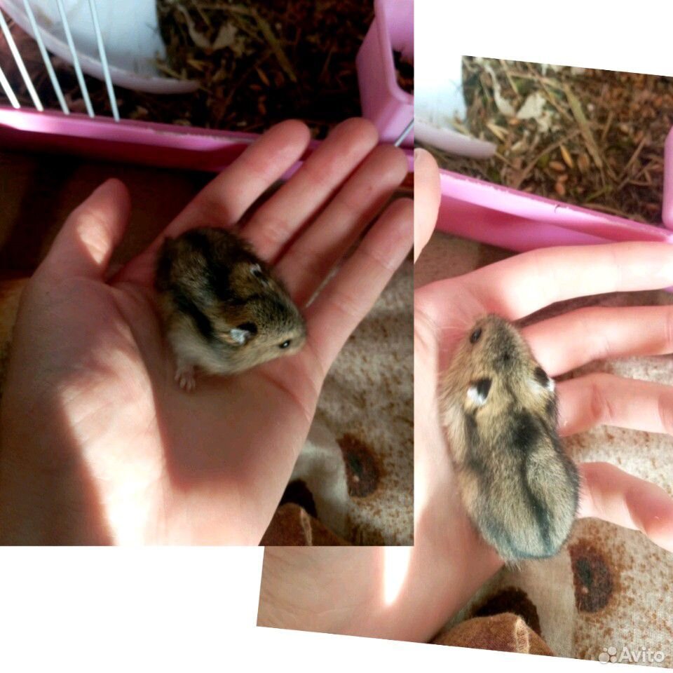 Джунгарский хомяк