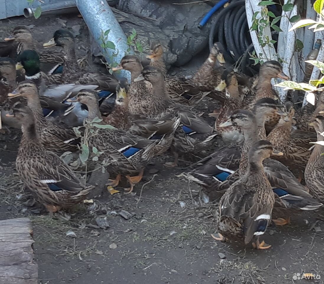 Утка кряква