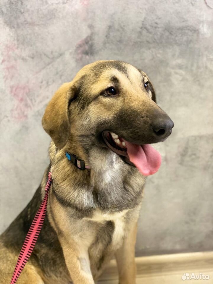 Торри ищет дом