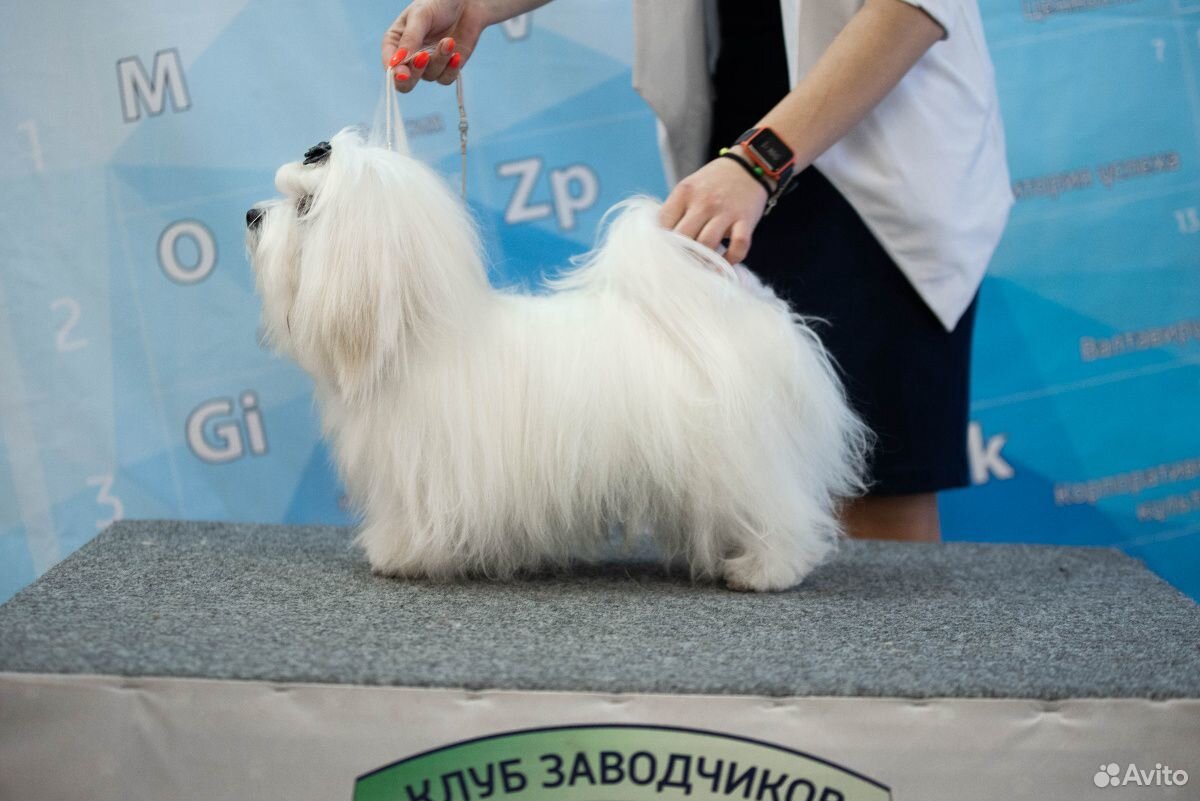 Жених мальтезе для вязки