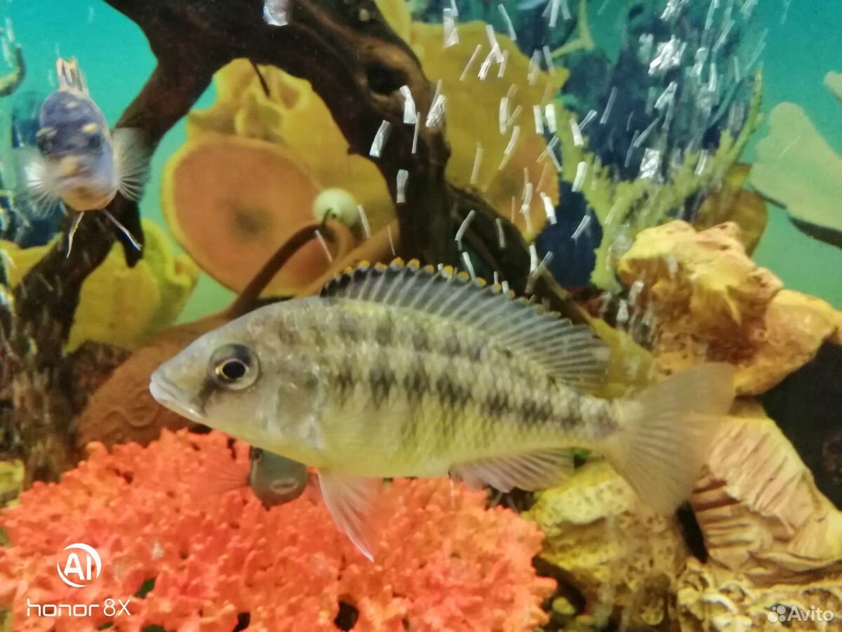 Бадзулу самка