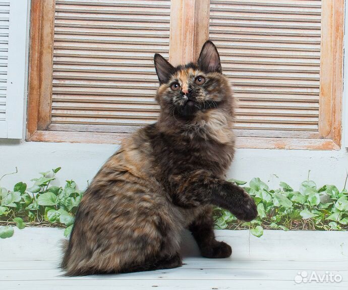 Счастье можно купить