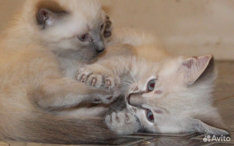 Котенок-ребёнок в дом