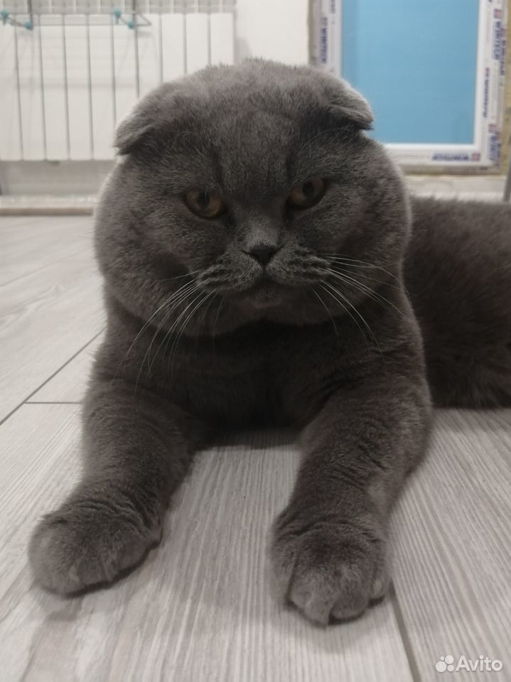 Шотландец на вязку