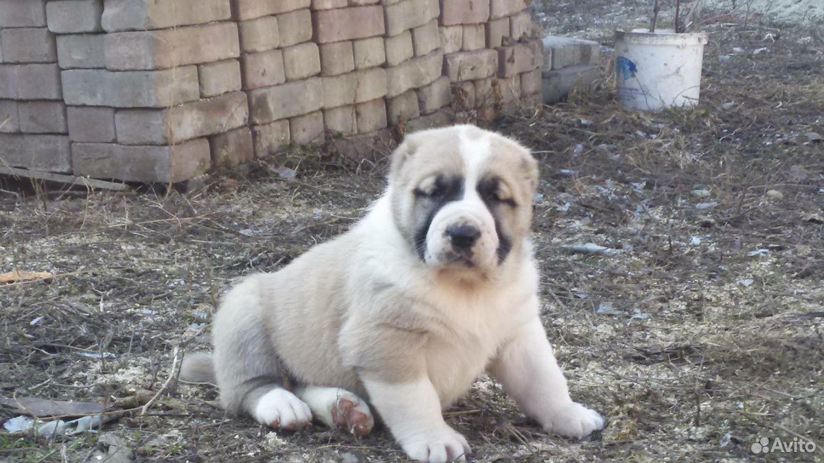 Щенки волкодава (сао,алабай)