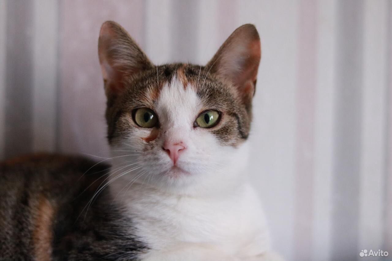 Нежная кошка Лариса 1,5 года