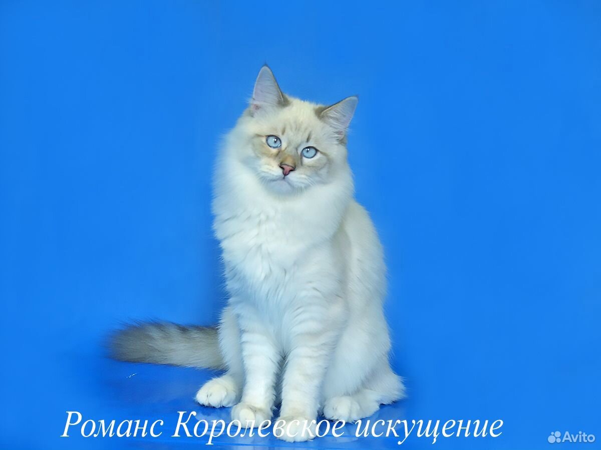 Невский маскарадный подрощенный котенок Романс