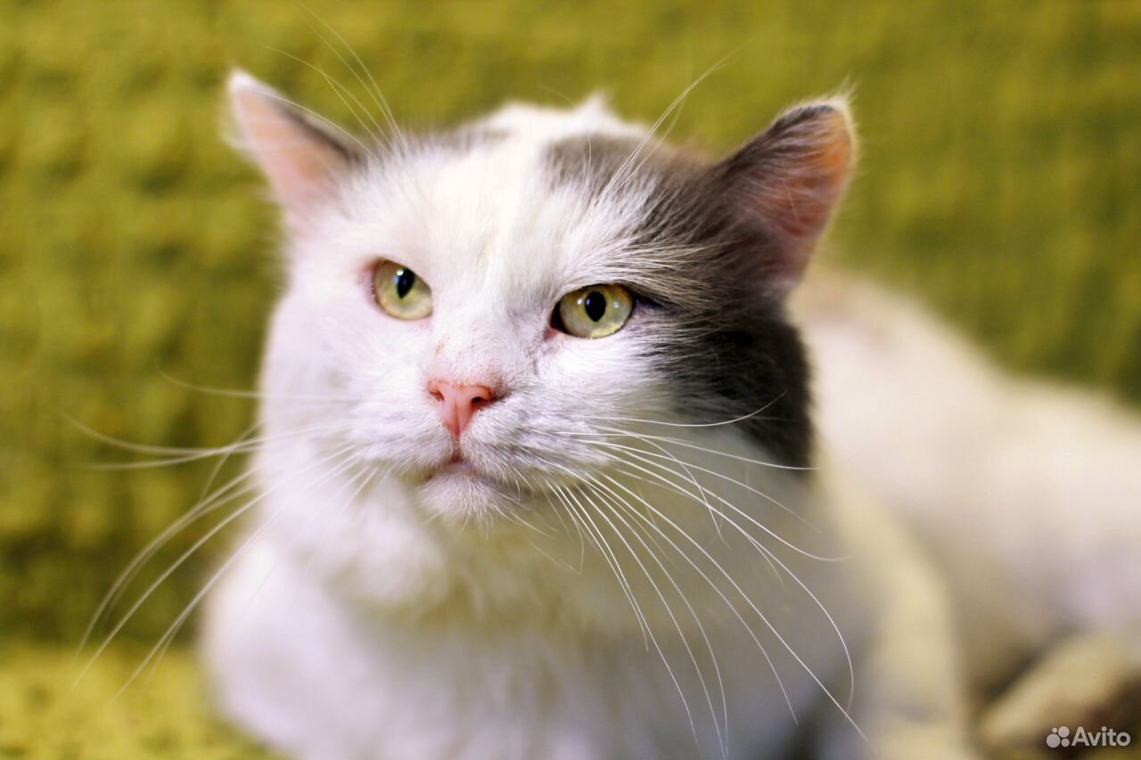 Баста -чудесный кот-певун ищет дом