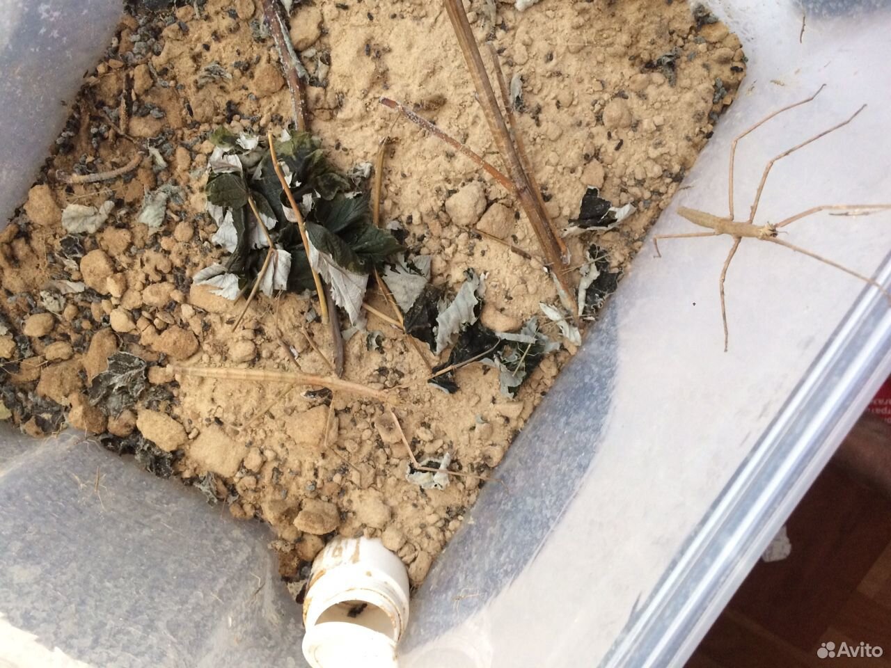 Домашние питомцы