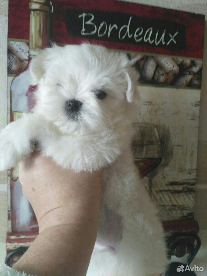 Щеночки Вашей мечты - мальтезе