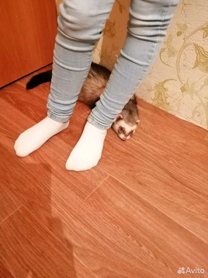 Вязка хорька