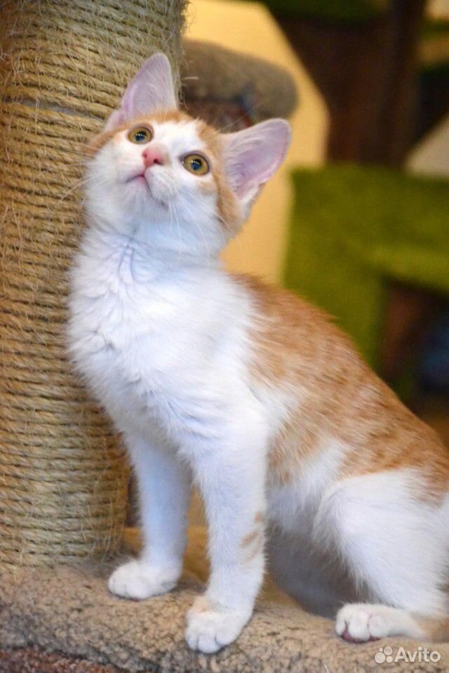 Рыженький котенок девочка в дар 4 мес