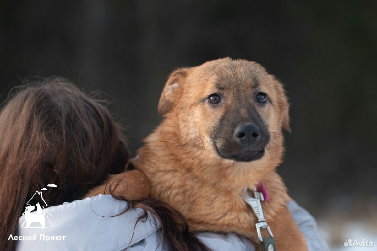 Лилу. Лесной приют