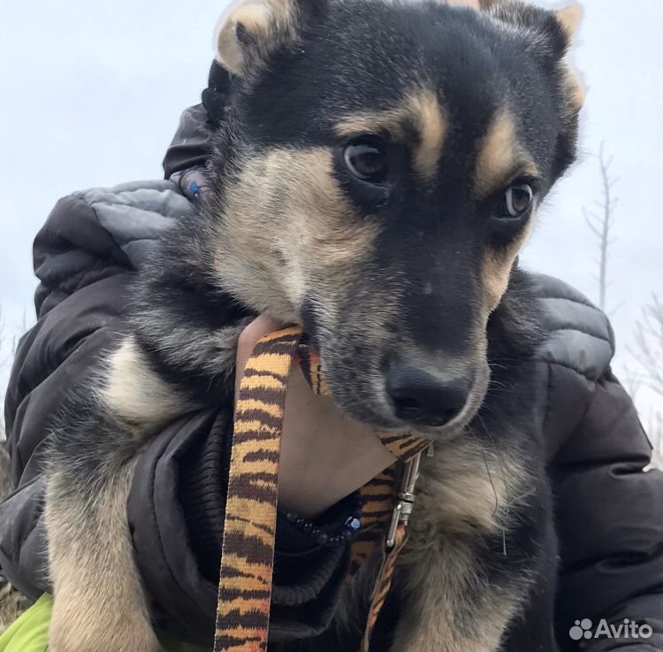 Собака Агата